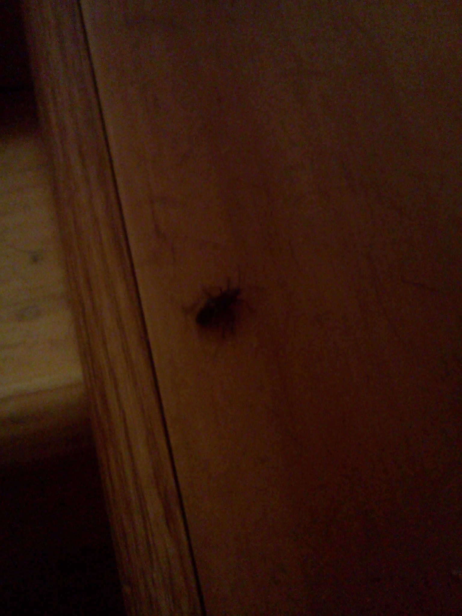 Death Bug AKA: How I Almost Died Last Night – Quirky Chrissy